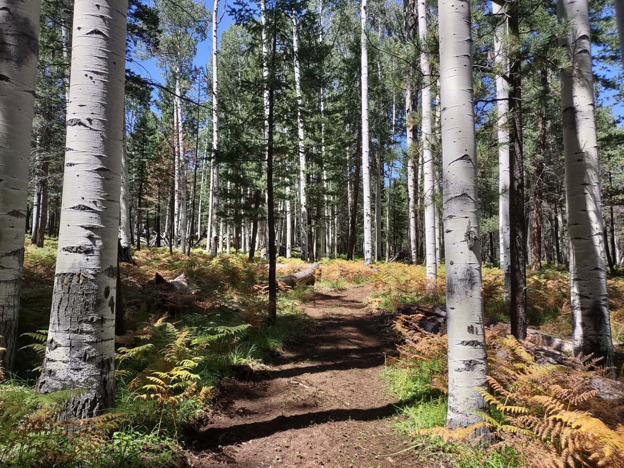 Flagstaff Forest Memorial Preview - Better Place Forests
