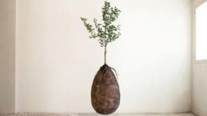 Tree Burial Pods: An Eco-Friendly Alternative to Traditional Burials