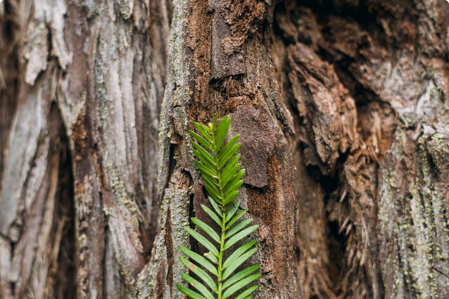 Explore Tree Collections | Better Place Forests