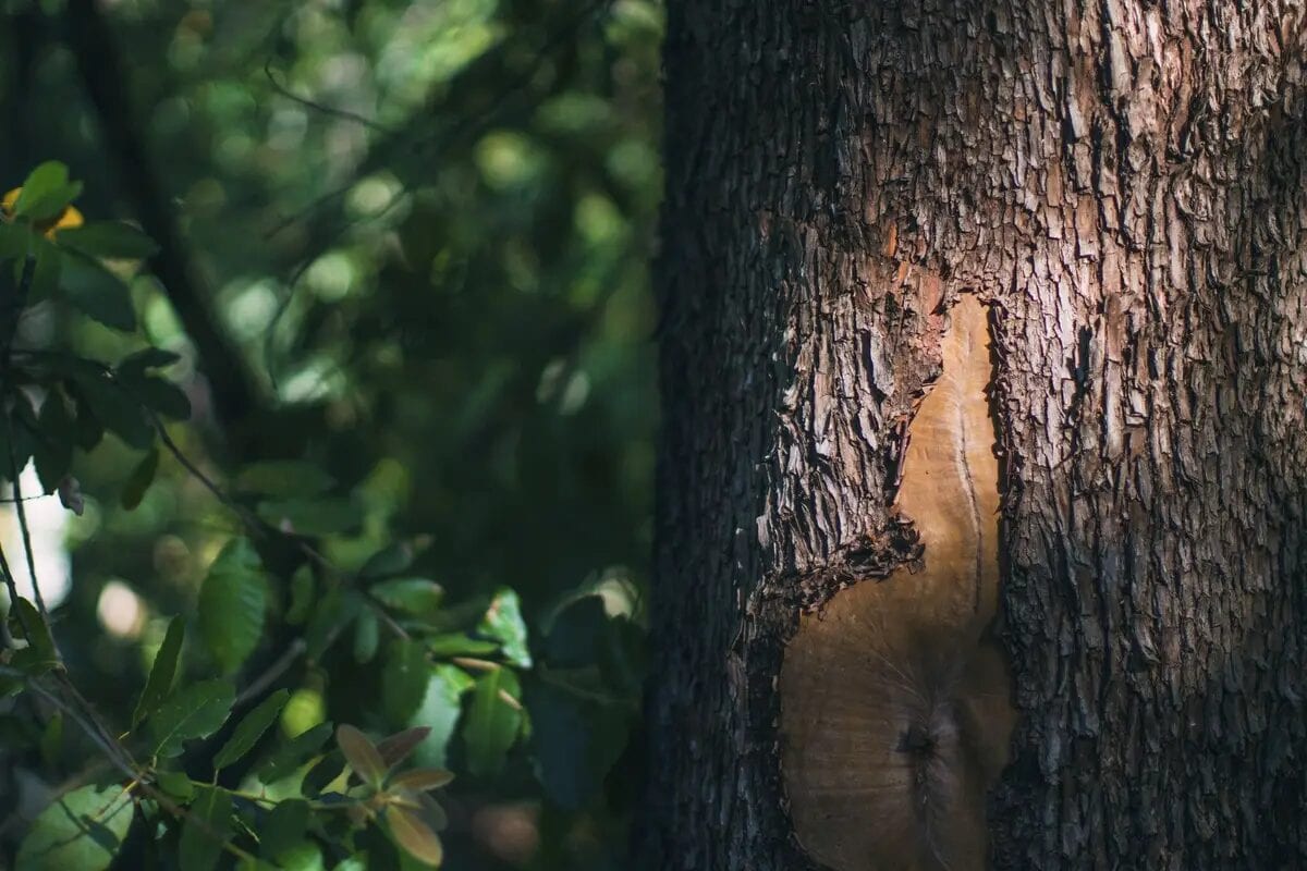 Explore Tree Collections | Better Place Forests