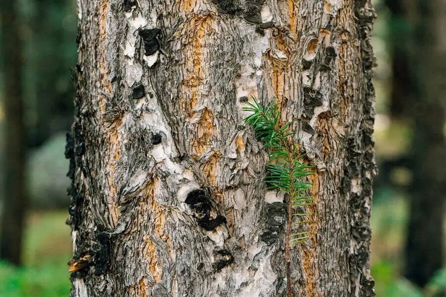 Explore Tree Collections | Better Place Forests