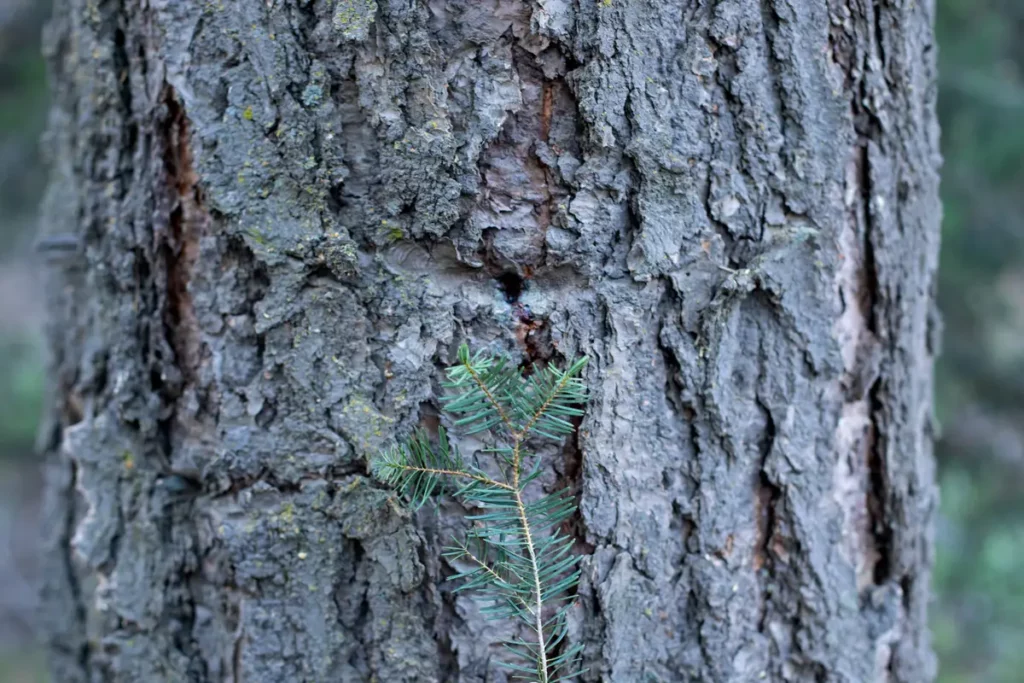 Explore Tree Collections | Better Place Forests