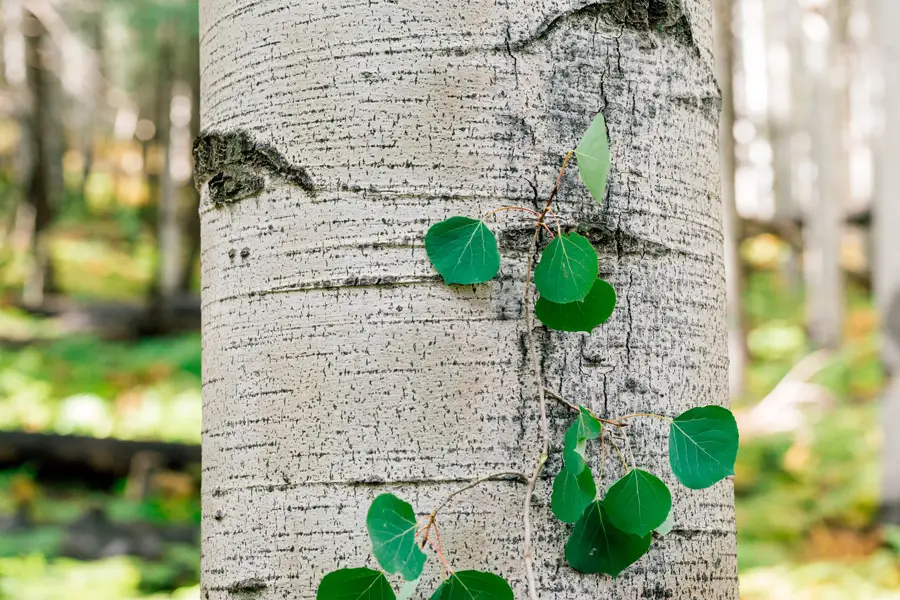 Explore Tree Collections | Better Place Forests