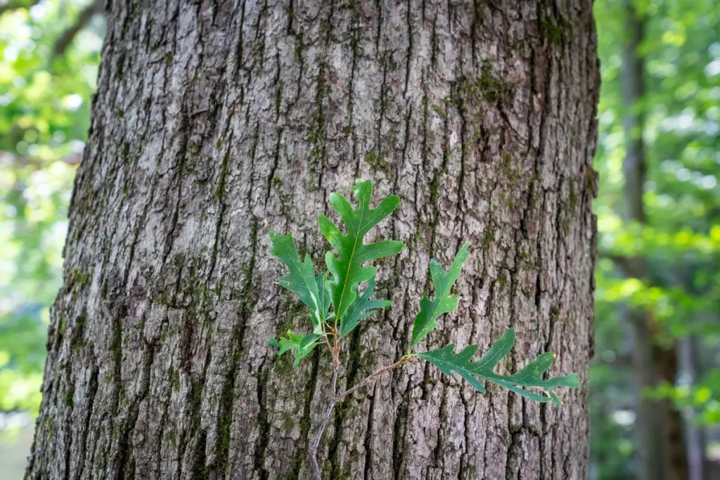 Explore Tree Collections | Better Place Forests